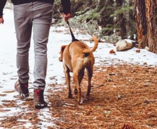 Can Dogs Walk Backwards? 4 Reasons Your Pup Walking in Reverse ...