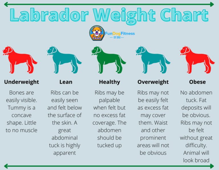 What is a Healthy Labrador Weight? Free Chart & Calculator ...