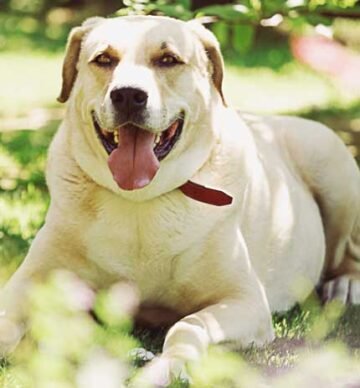 What is a Healthy Labrador Weight? Free Chart & Calculator ...