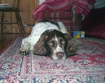 How Much Exercise Do Springer Spaniels Need? The Answer Might Surprise You! - FunDogFitness.com