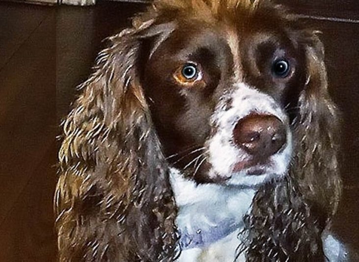 Do Springer Spaniels Shed