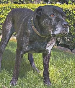 Cane Corso Muscle Building - Fast Weight Gain - FunDogFitness.com