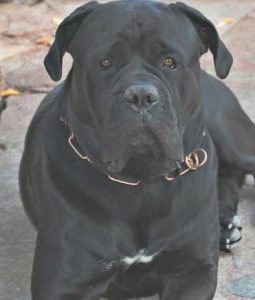 Cane Corso Muscle Building - Fast Weight Gain - FunDogFitness.com