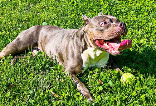 Ghost Tri Bully - What Exactly is One? - FunDogFitness.com