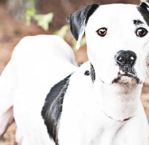 Pitbull Dalmatian Great Dane Mix - FunDogFitness.com