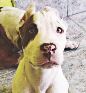 Colby Pitbull - Bloodline, Puppies, Breeders & Price - FunDogFitness.com