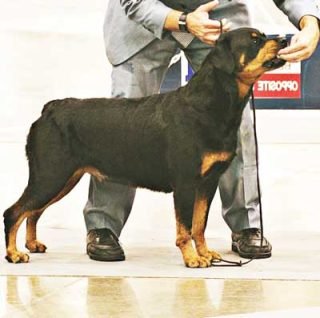 Muscular Rottweiler - Workout Tips to Build Muscle - FunDogFitness.com