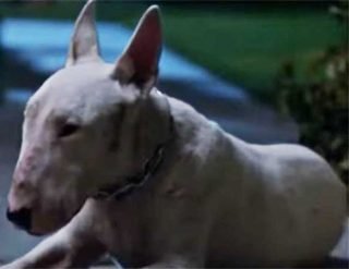 Dog From the Movie Friday – What Is His Name? - FunDogFitness.com