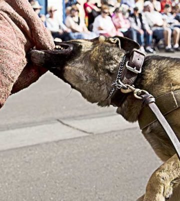 My Neighbors Dog Bit Me – What Should I Do Now? - FunDogFitness.com