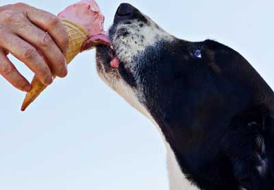 Can Dogs Get Brain Freeze Like People Can? - FunDogFitness.com
